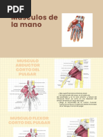 Músculos de La Mano: Eminencia Tenar Eminencia Hipotenar Parte Media ...