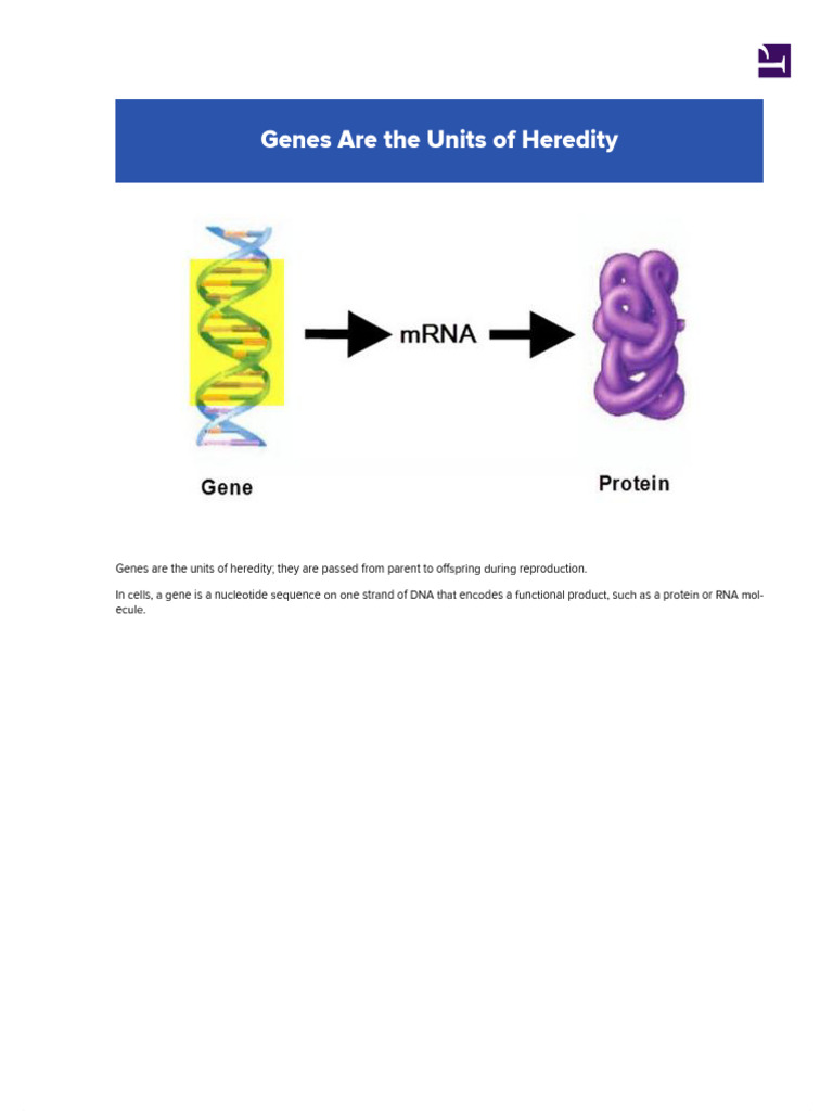 Mendelian Genetics Pre Lab PDF | PDF | Dominance (Genetics) | Genotype