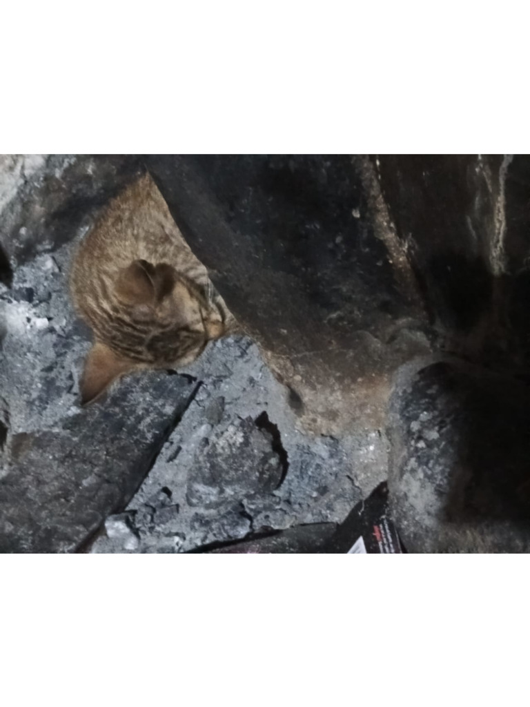 Family Dharmesh | PDF