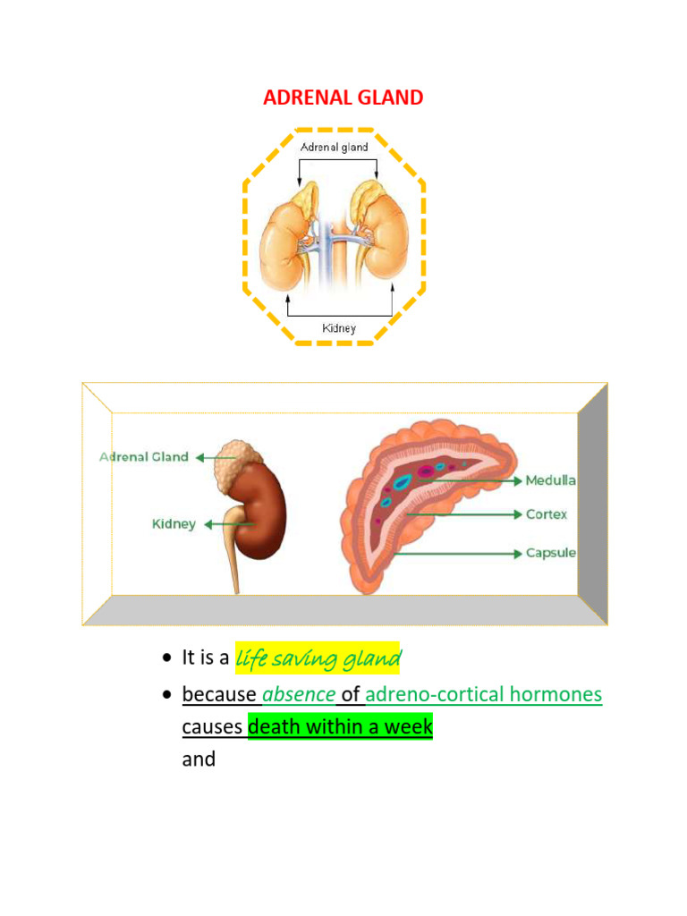 4 Adrenal Gland (Adrenal Cortex) | PDF | Adrenal Gland | Cortisol