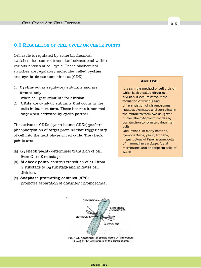 Cell Cycle and Cell Division | PDF