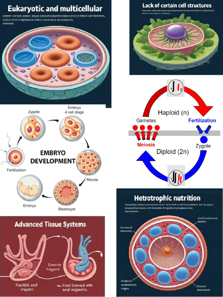 GRP A Animalia - 250120 - 212322 | PDF