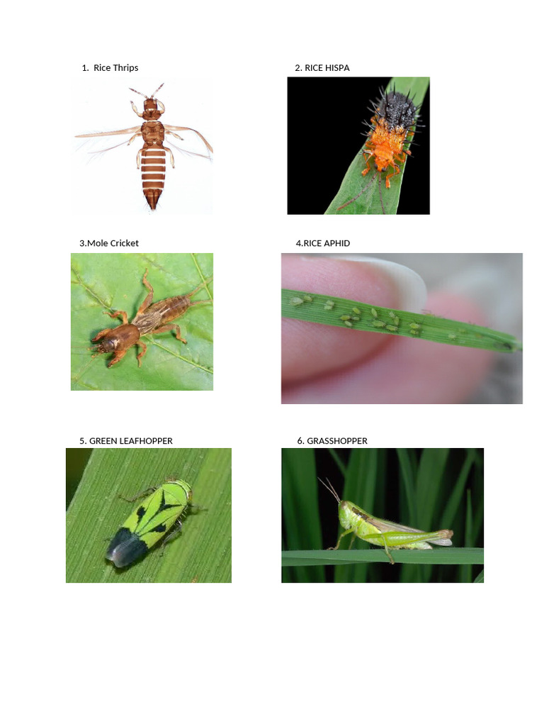 Major Insect Pests of Rice | PDF