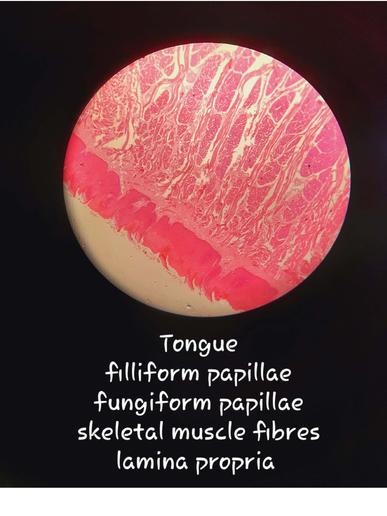 Block 4 Histo Slides - 1-1 | PDF