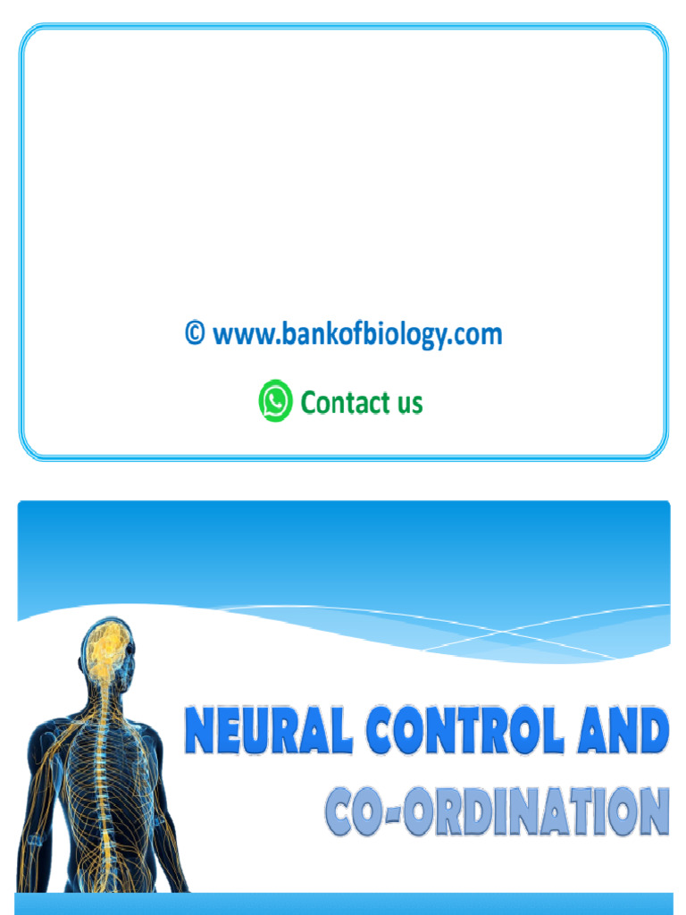 21 Neural Control N Coordination PPT - Part 1 | PDF