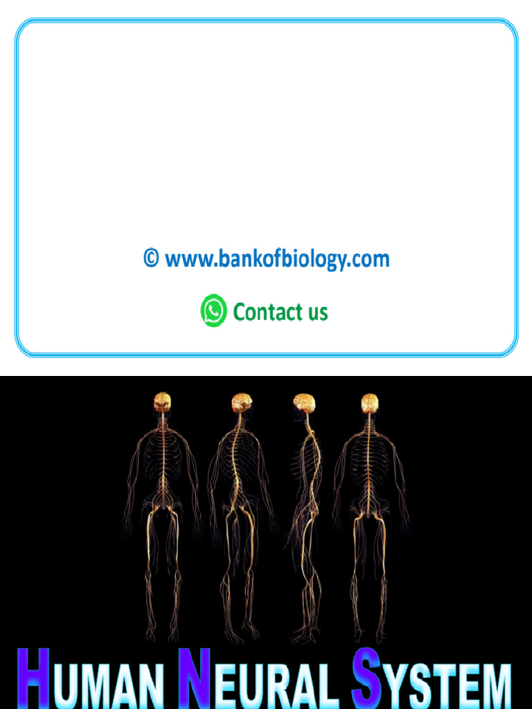 21 Neural Control N Coordination PPT - Part 3 | PDF