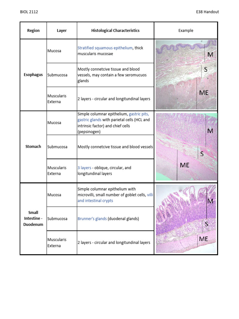 BIOL 2112 E38 GI Tract Tissues Handout S22 | PDF