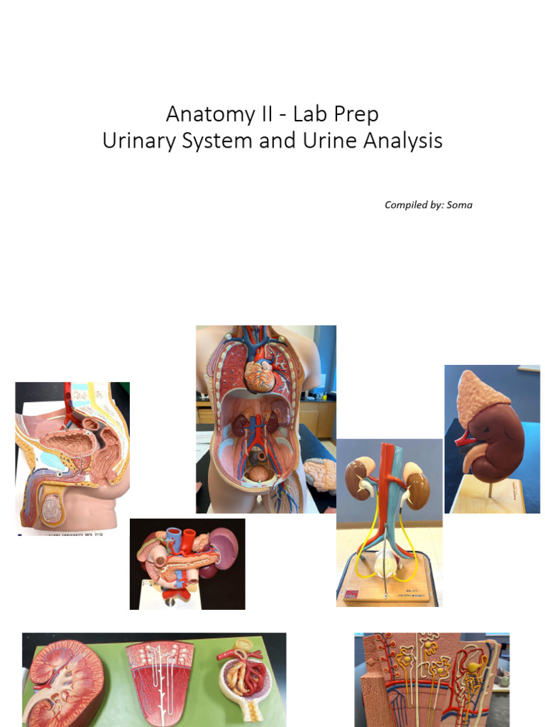 BIOL 2112 Lab 9 Prep Guide Urinary System | PDF