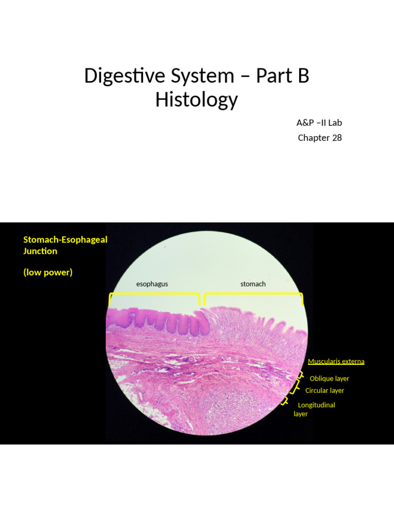 BIOL 2251 SG Digestive System Lab Part B Histology 2 | PDF | Stomach ...