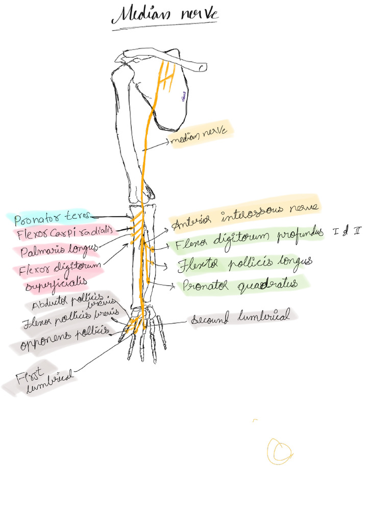 Median Nerve | PDF