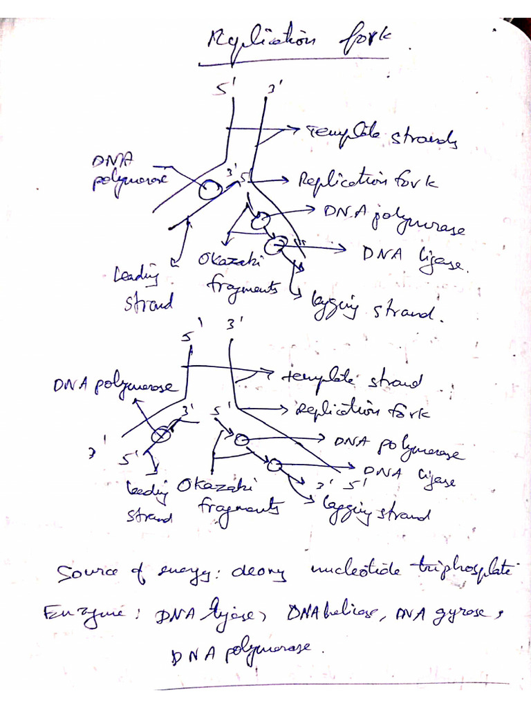 Replication Fork | PDF