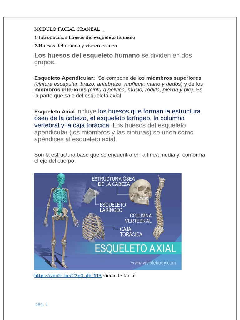 Huesos Craneo y Facial 26-05-2020 | PDF | Cráneo | La columna vertebral