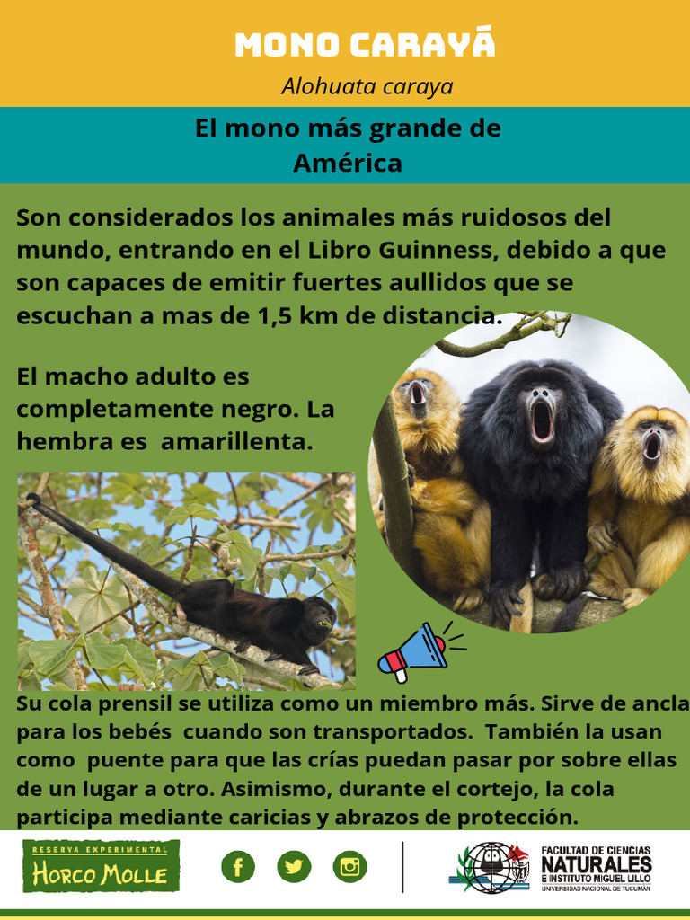 Hábitat y características del mono carayá | PDF
