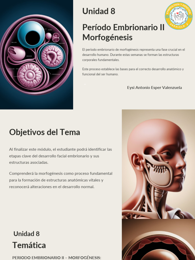 8.2. Unidad 8 P.E. III. Morfogénesis | PDF | Nariz humana | Embrión