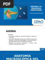 Anatomía del Conducto Pancreático | PDF | Páncreas | Digestión