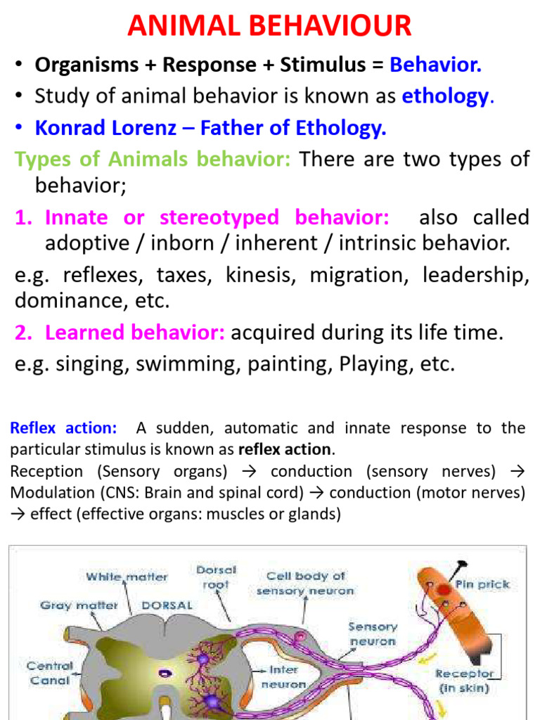 Behaviour & Adaptation - Compressed | PDF | Ethology | Bird Migration
