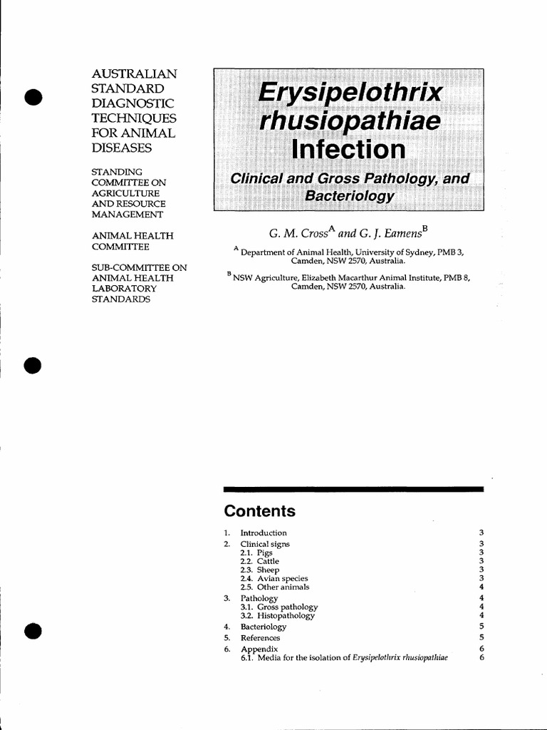 ASDT-erysipelothrix Rhusiopathiae Infection | PDF