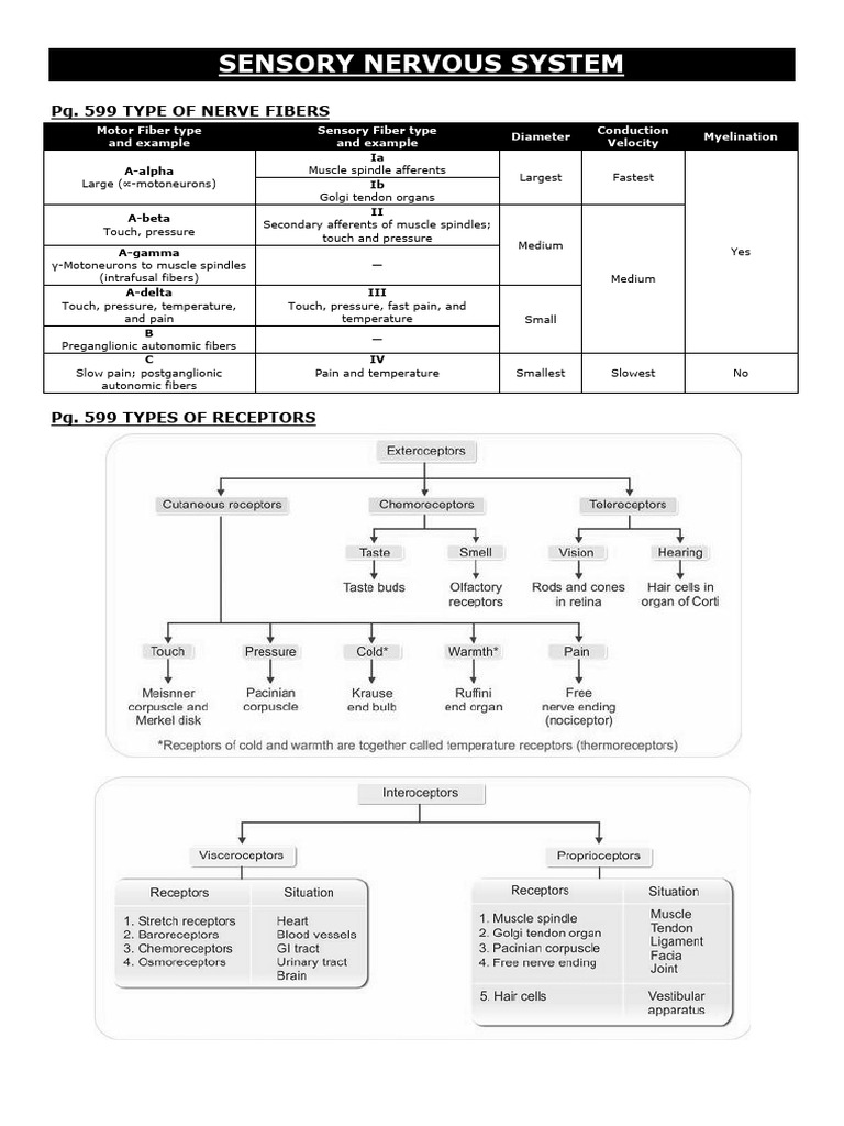 CNS Physio Tabulate Form | PDF | Somatosensory System | Striatum