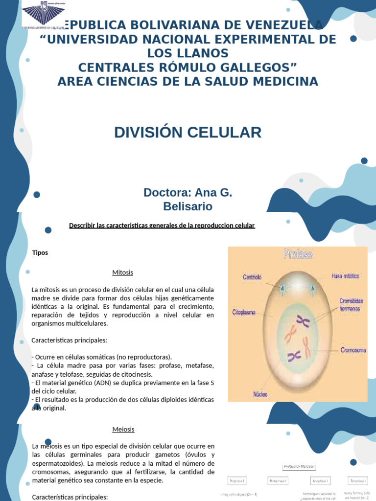 3ra Clase Doctora Ana Terminada | PDF | Mitosis | Mitosis