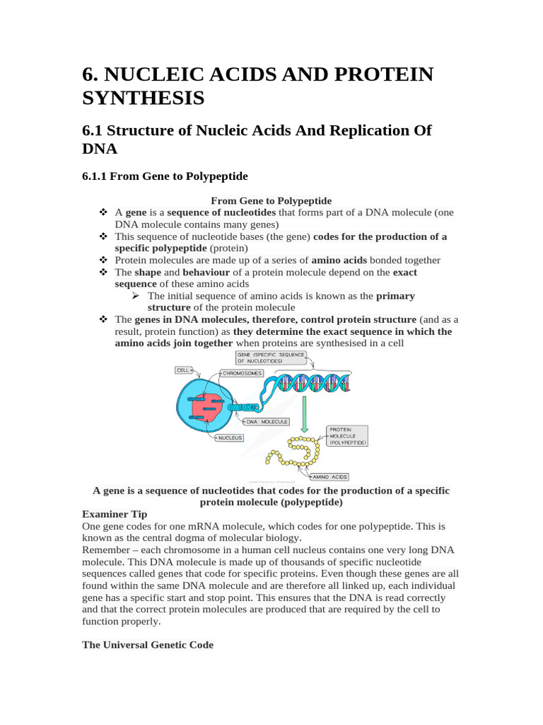 A Level Notes Nucleic Acids and Protein Synthesis | PDF | Translation ...