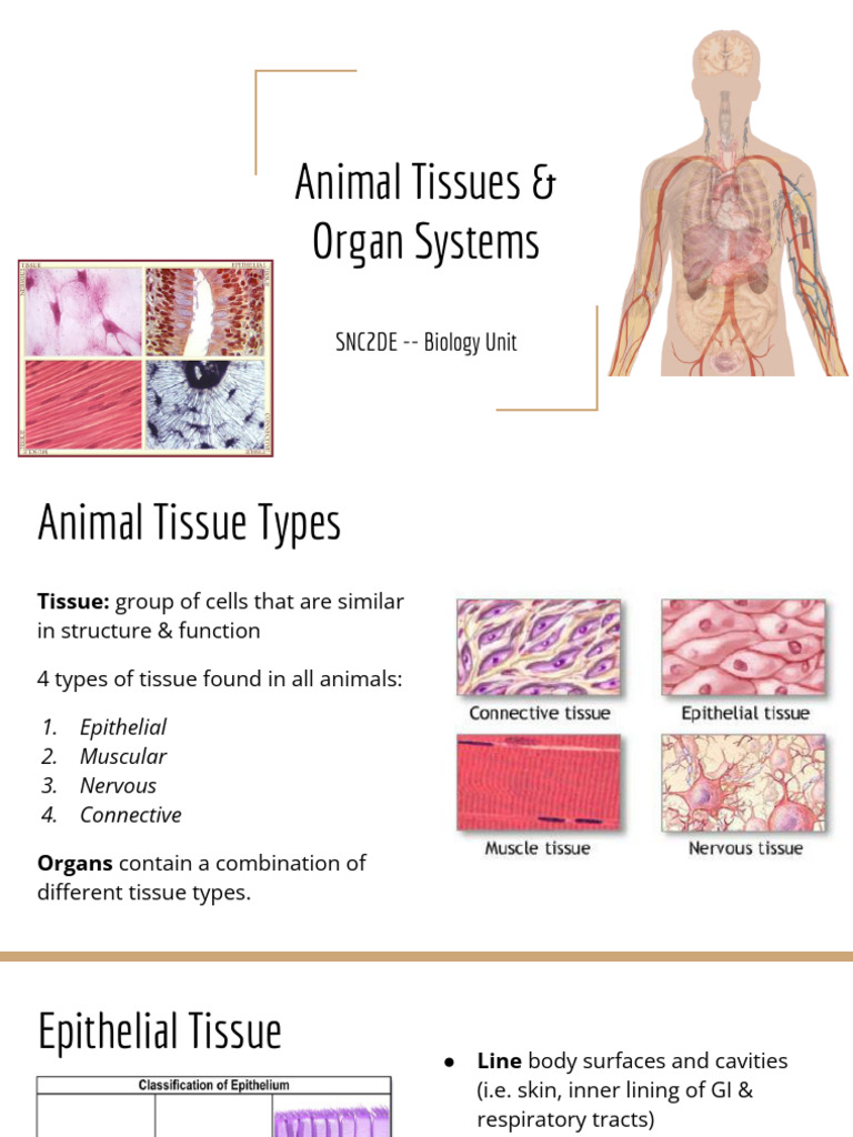 6-7 - Animal Tissues & Organ Systems | PDF | Human Digestive System ...