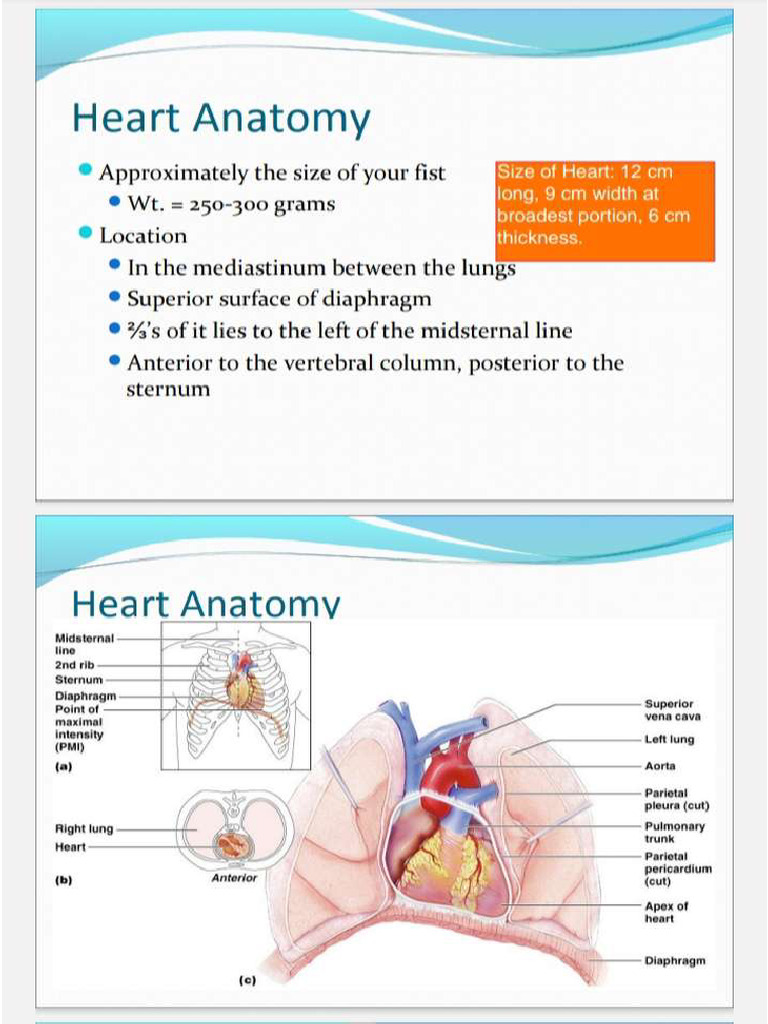 Heart Anatomy | PDF