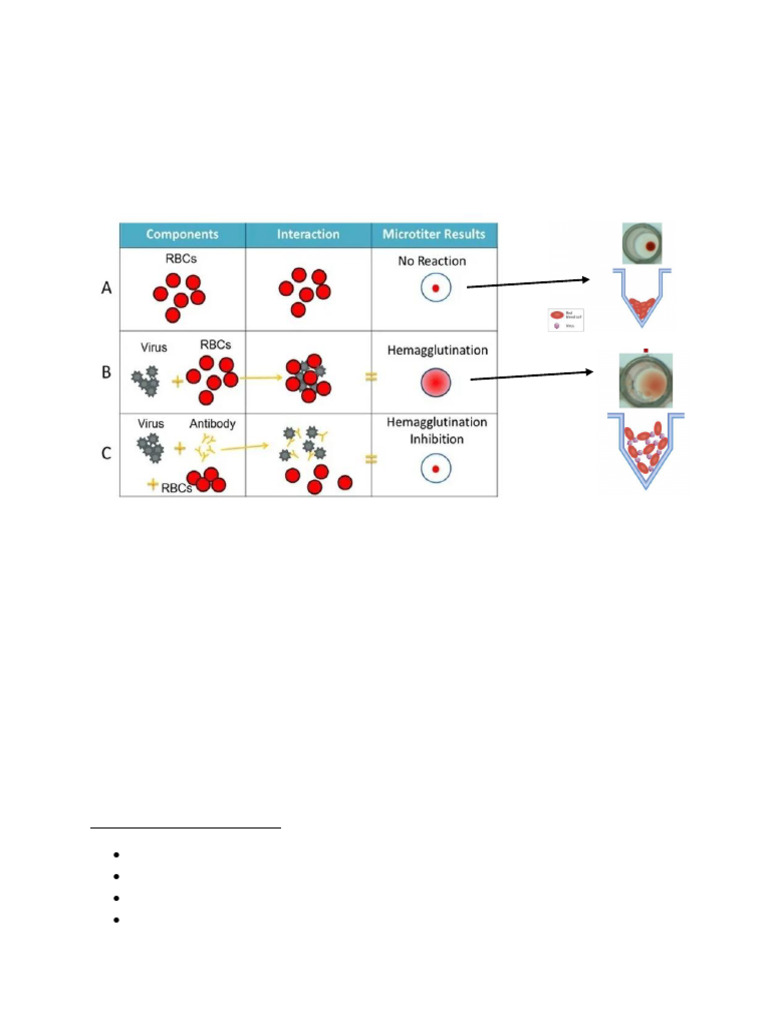 Hemagglutination Assay For Titering Virus | PDF | Immunology | Virology