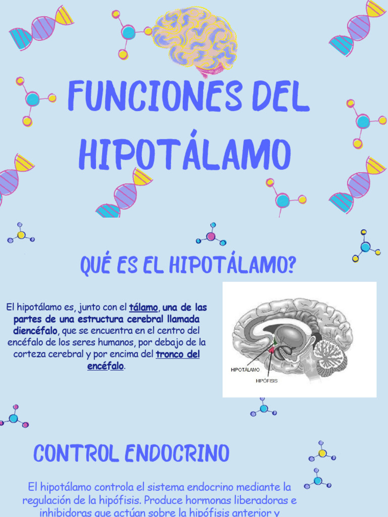 Funciones del Hipotálamo en el Cuerpo | PDF | Hipotálamo | Homeostasis