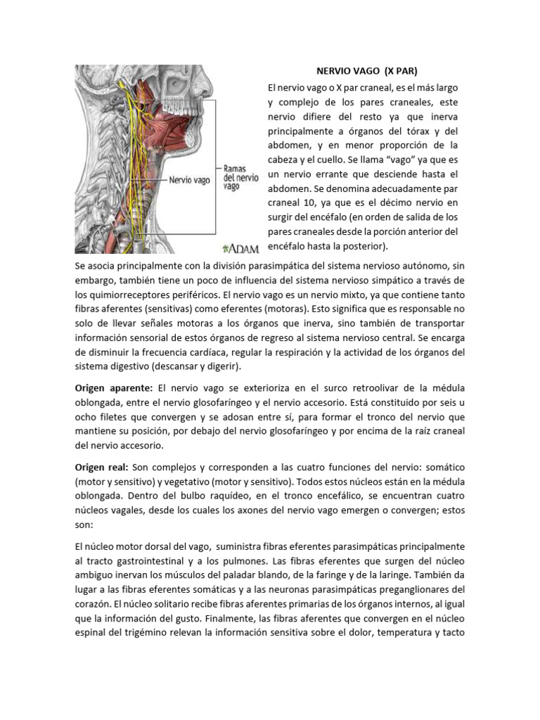 Nervio Vago | PDF | Nervio vago | Nervio