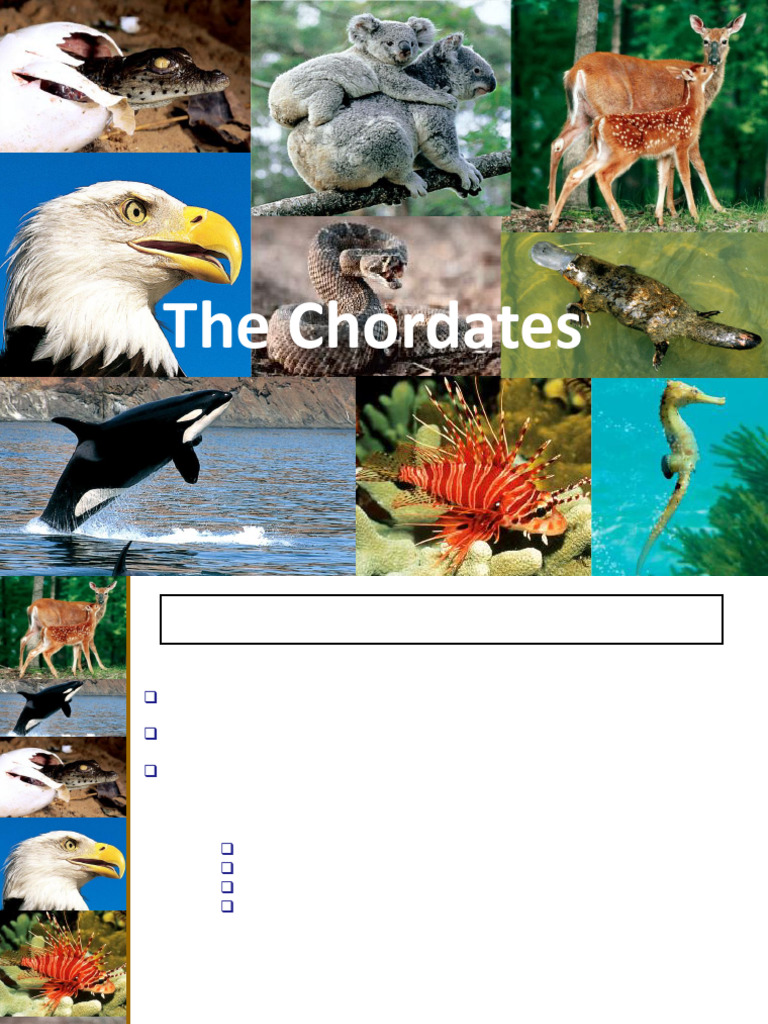 Overview of Chordate Fishes | PDF | Fish | Gill