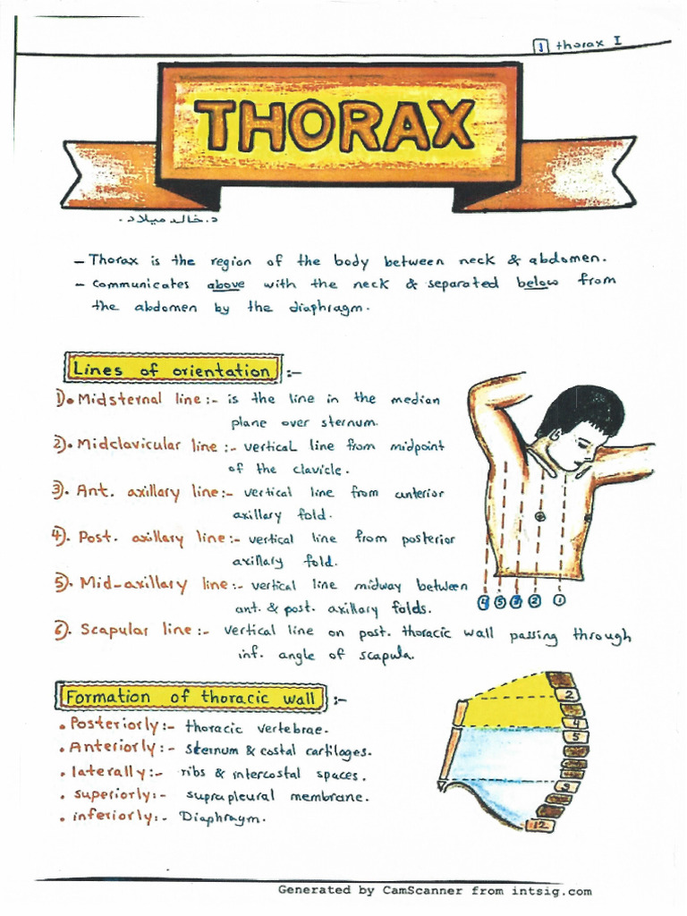 3 Thorax Pdf