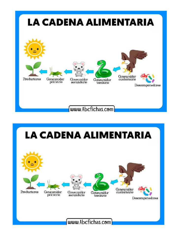 La Cadena Alimentaria | PDF