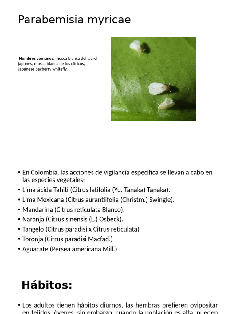 Parabemisia Myricae - PPTX (MOSCABLANCA) | PDF | Agrios | Pomelo
