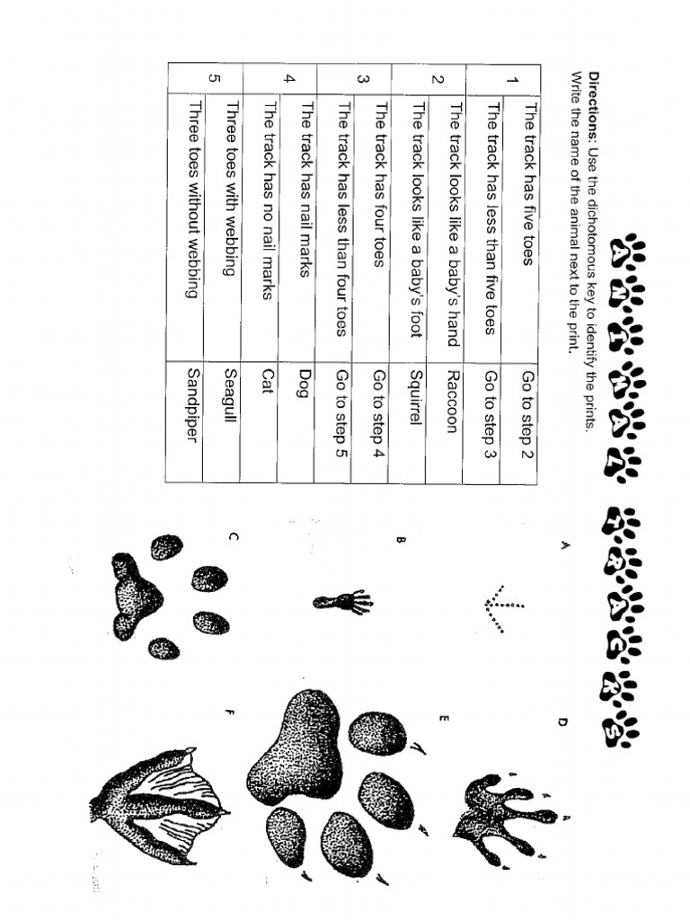 Dichotomous Keys Animal Tracks | PDF