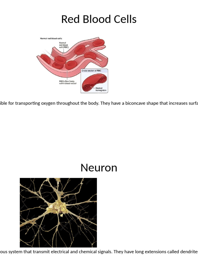 Cell Types Presentation | PDF