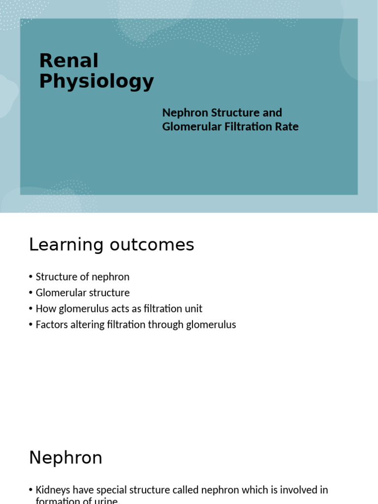 Nephron Structure and GFR | PDF | Kidney