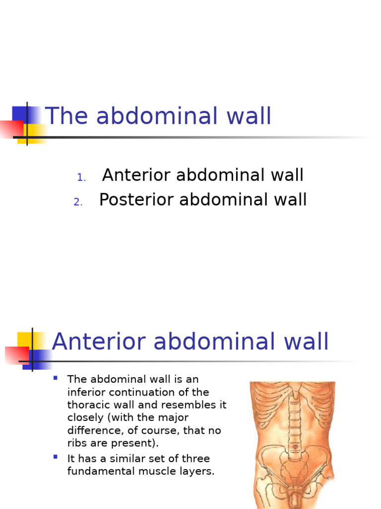 Anatomy of the Anterior Abdominal Wall | PDF | Abdomen ...