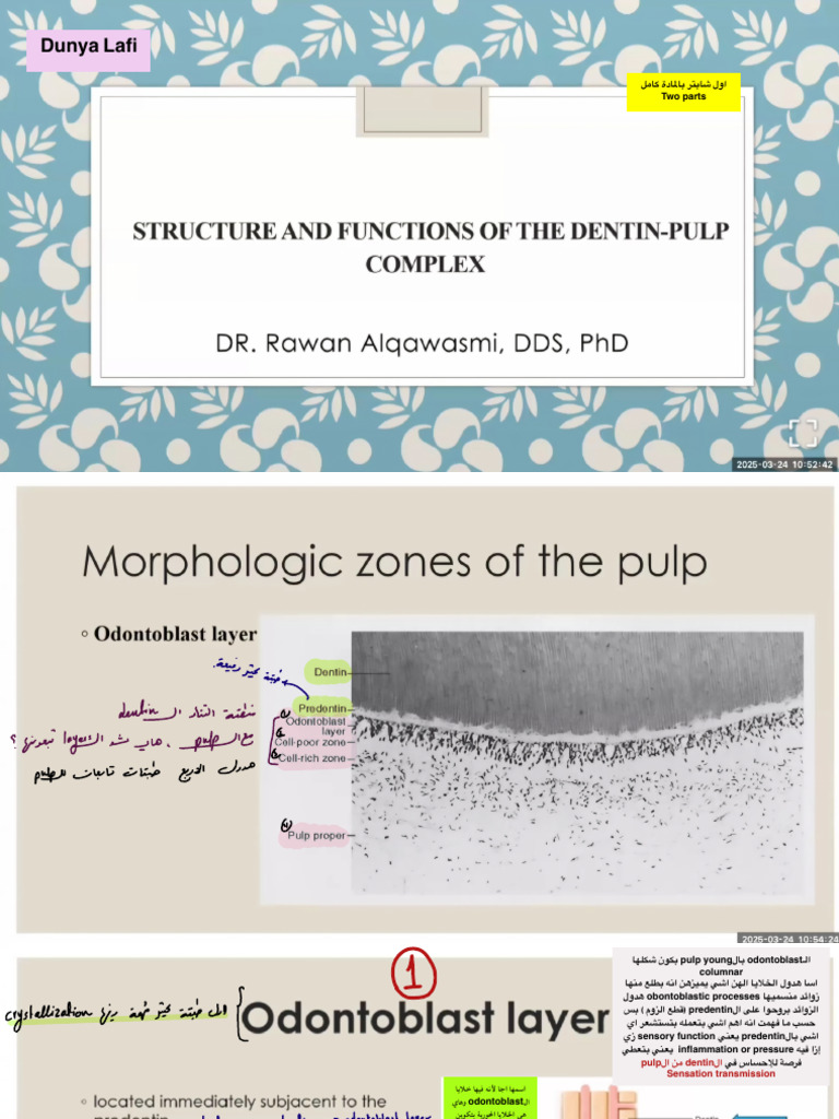 Dentin Pulp Complex | PDF