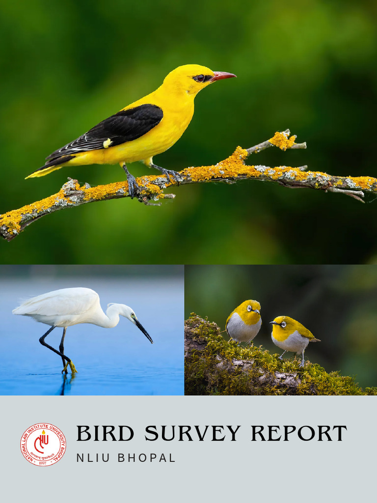 Bird Survey Report - NLIU Bhopal - Summer 2024 | PDF | Conservation ...