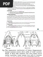 Types of Fish Mouths Explained | PDF