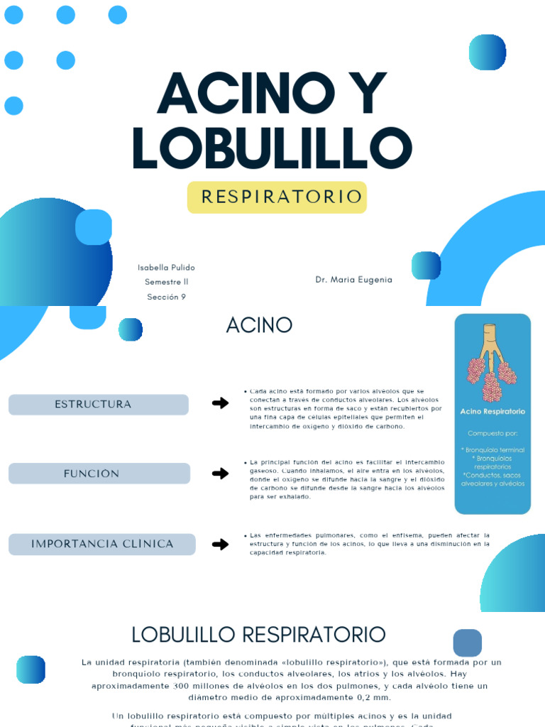 Isabella Pulido. Acino y Lobulillo | PDF | Pulmón | Sistema respiratorio