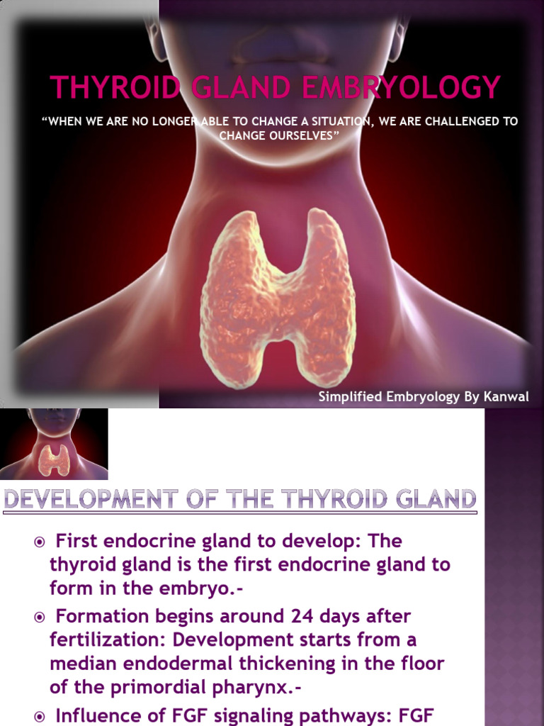 Thyroid Gland Embryology by KANWAL | PDF