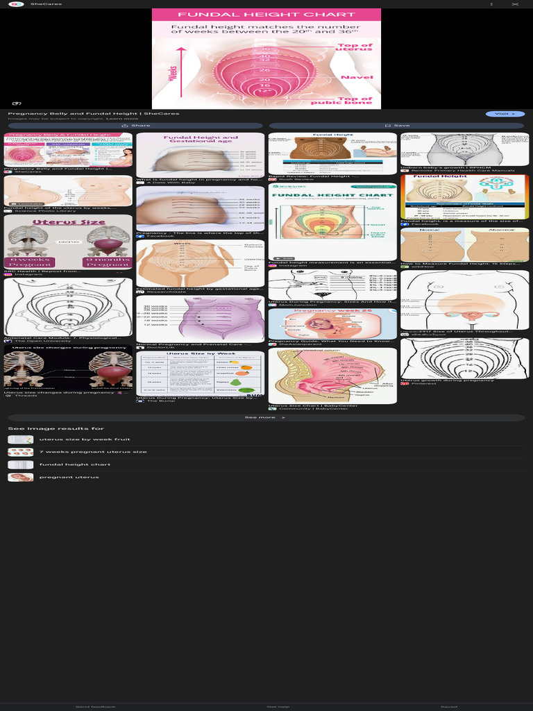 Uterus Size in Pregnancy - Google Search | PDF | Pregnancy | Prenatal ...