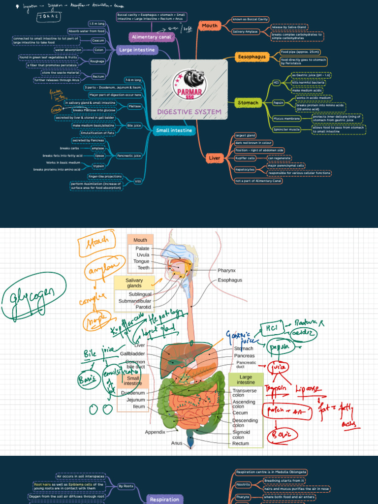 Overview of Human Digestive and Respiratory Systems | PDF | Digestion ...