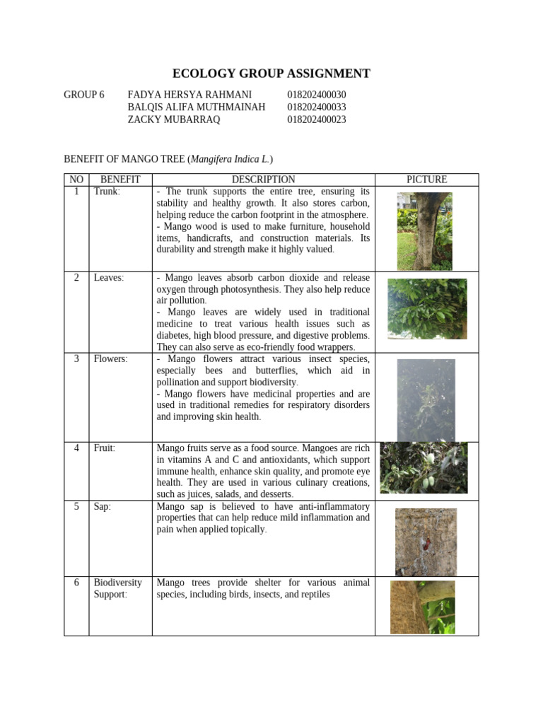 The Benefit of Mango Tree | PDF | Trees | Mango