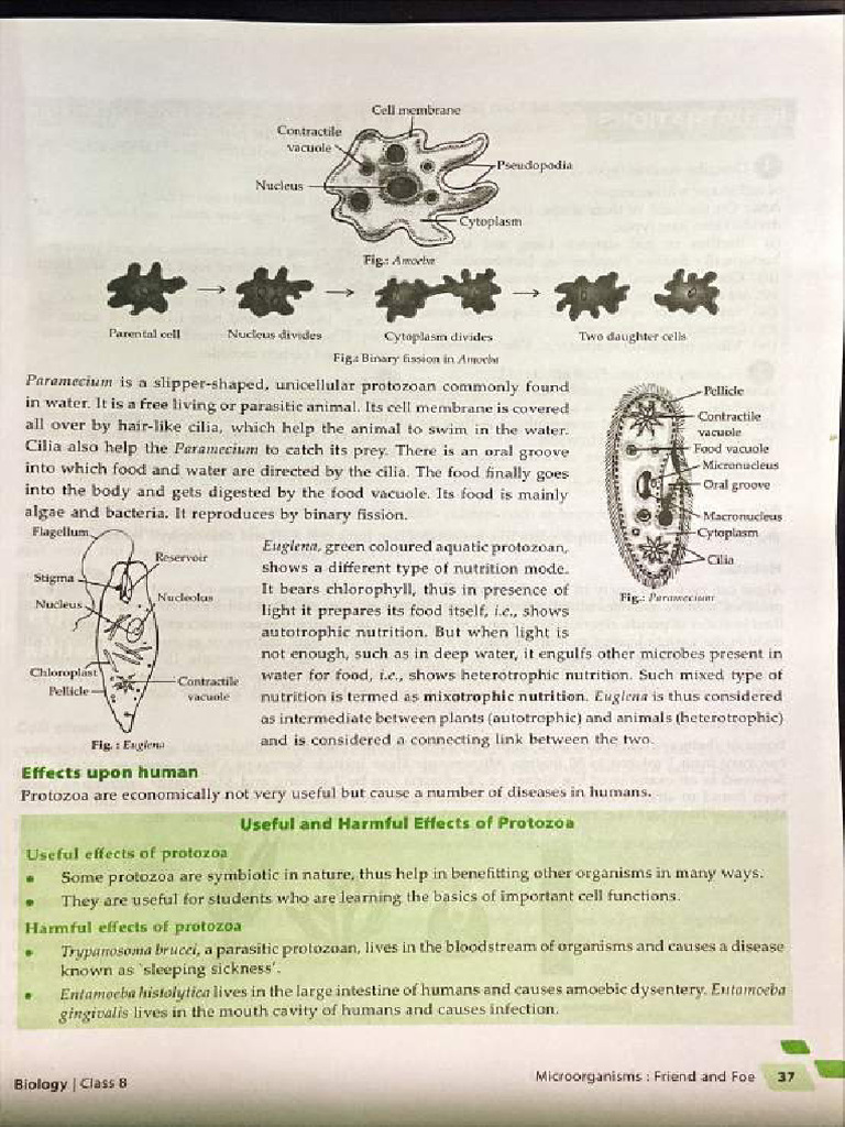 Bio Class 8 IMP-20 | PDF