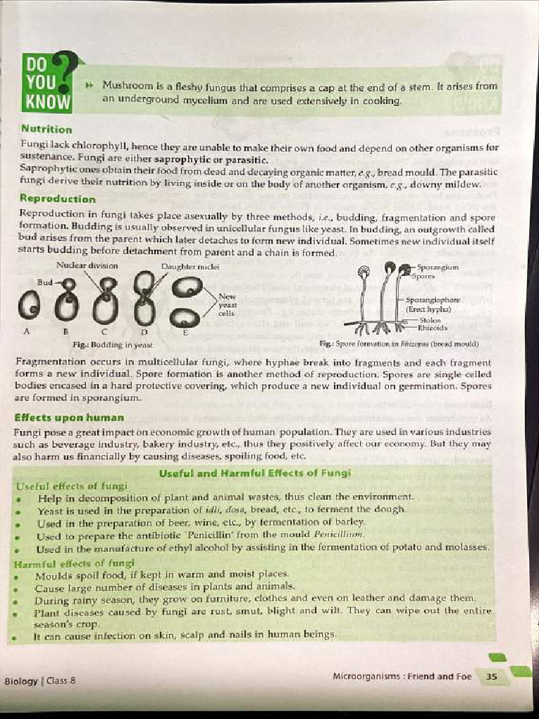 Bio Class 8 IMP-19 | PDF