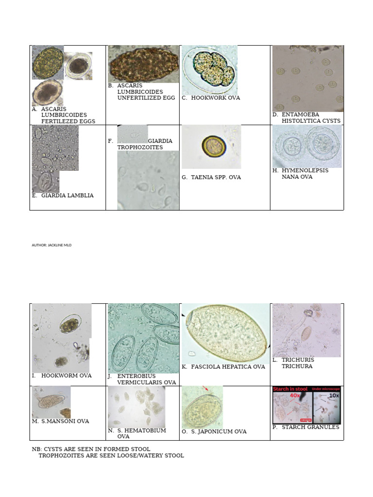 Ova, Cysts and Trophozoites | PDF