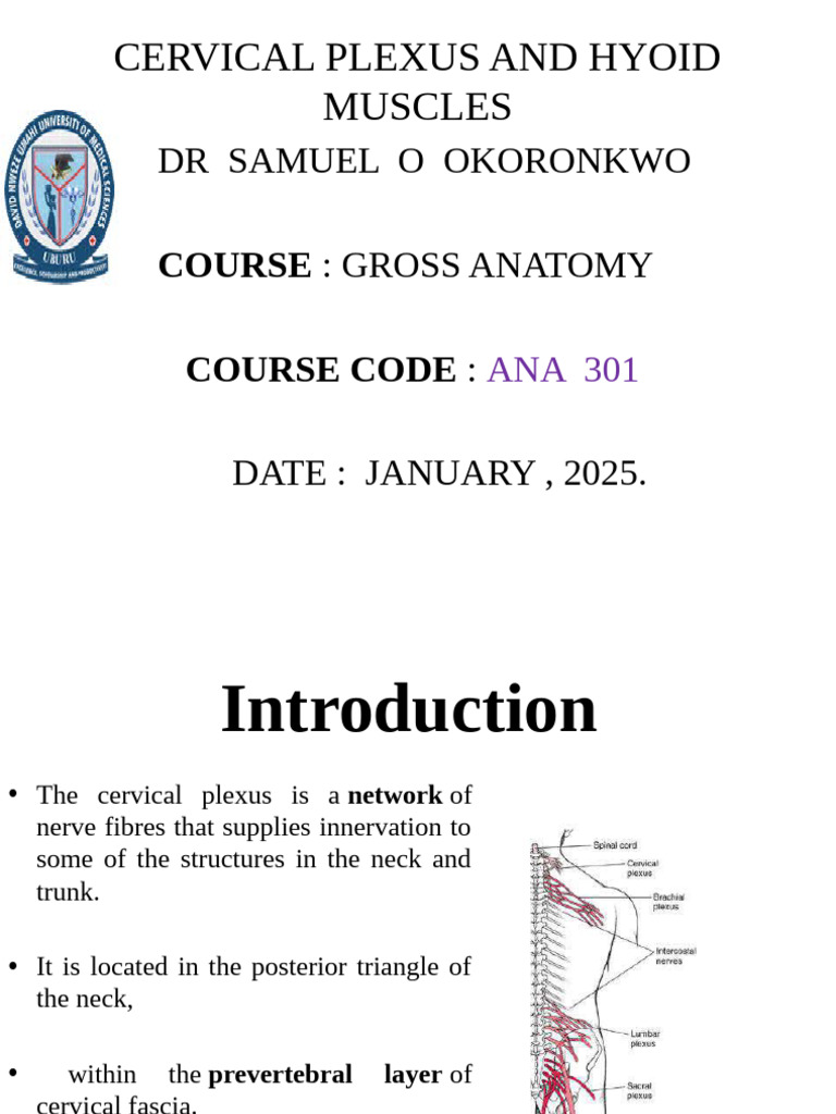 CERVICAL PLEXUS AND HYOID MUSCLES University Slides | PDF | Neck | Human Anatomy