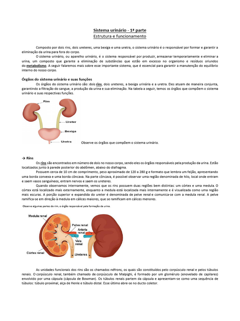 8 Sist. Urinário 1 - Estrut. e Func. | PDF | Rim | Sistema urinário